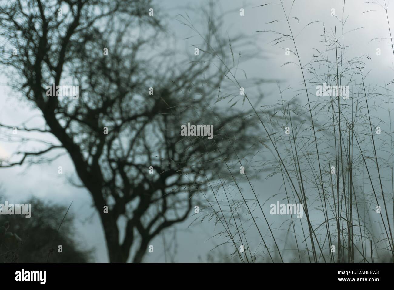 Focus tree hi-res stock photography and images - Alamy