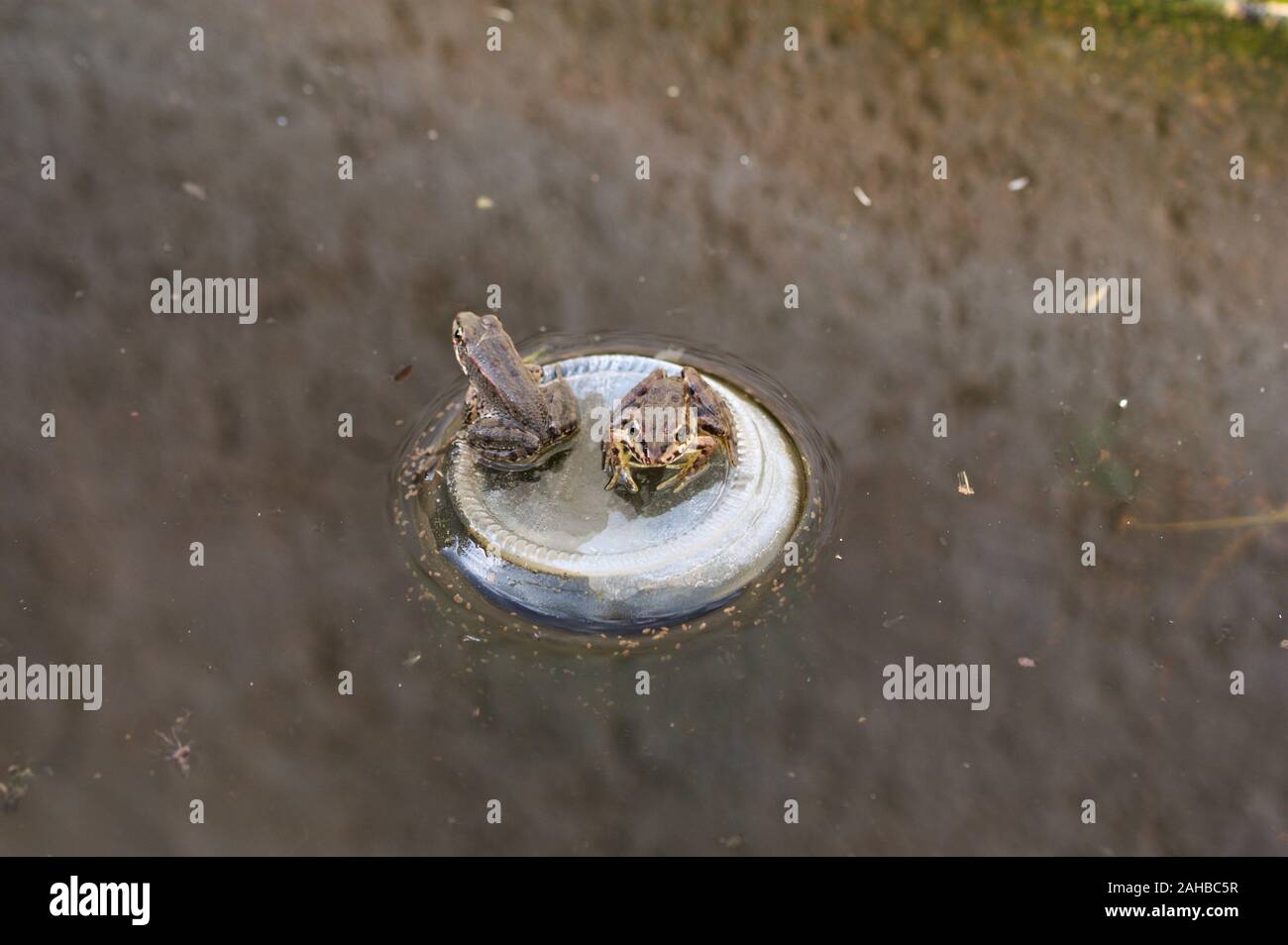 Two common frogs rest at the bottom of a bottle submerged in the pond ...
