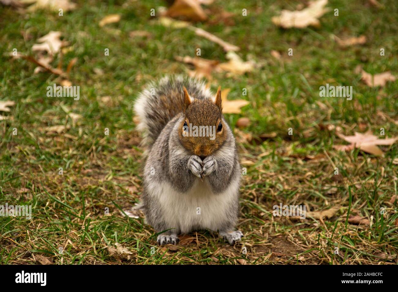 Hungry season hi-res stock photography and images - Alamy