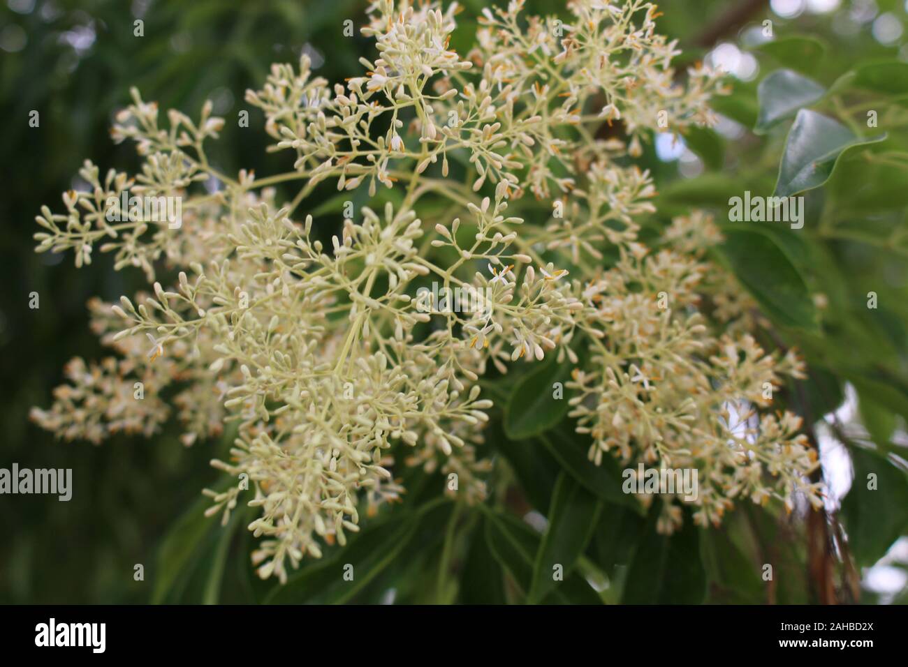 Flowering Privet tree Stock Photo - Alamy