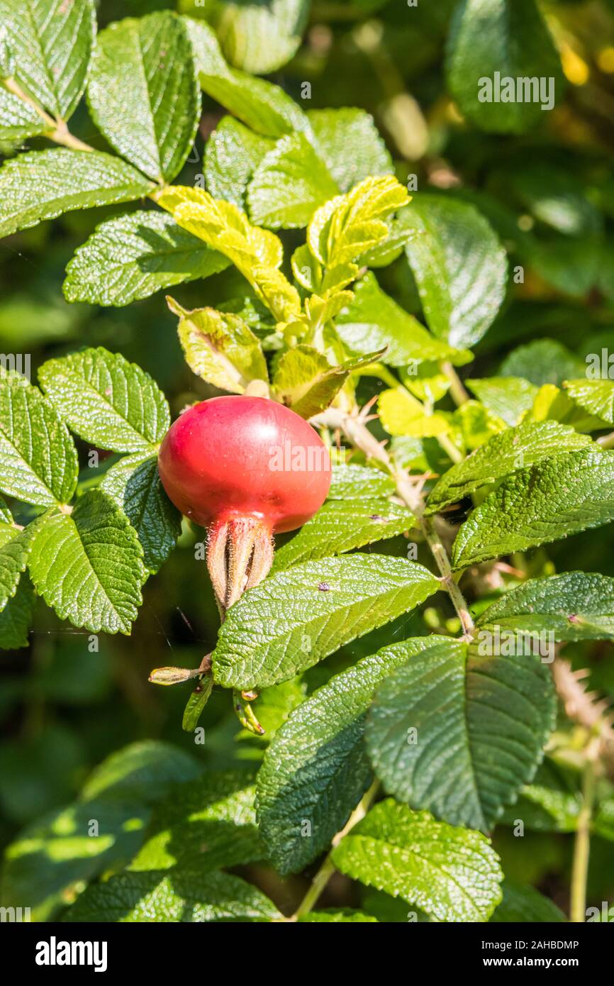 Dog rose hep hi-res stock photography and images - Alamy