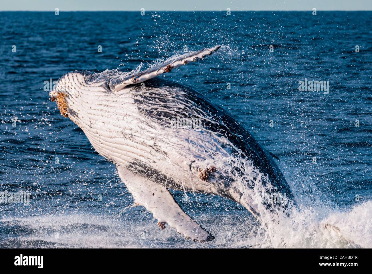 Juvenile humpback whale breaching hi-res stock photography and images ...