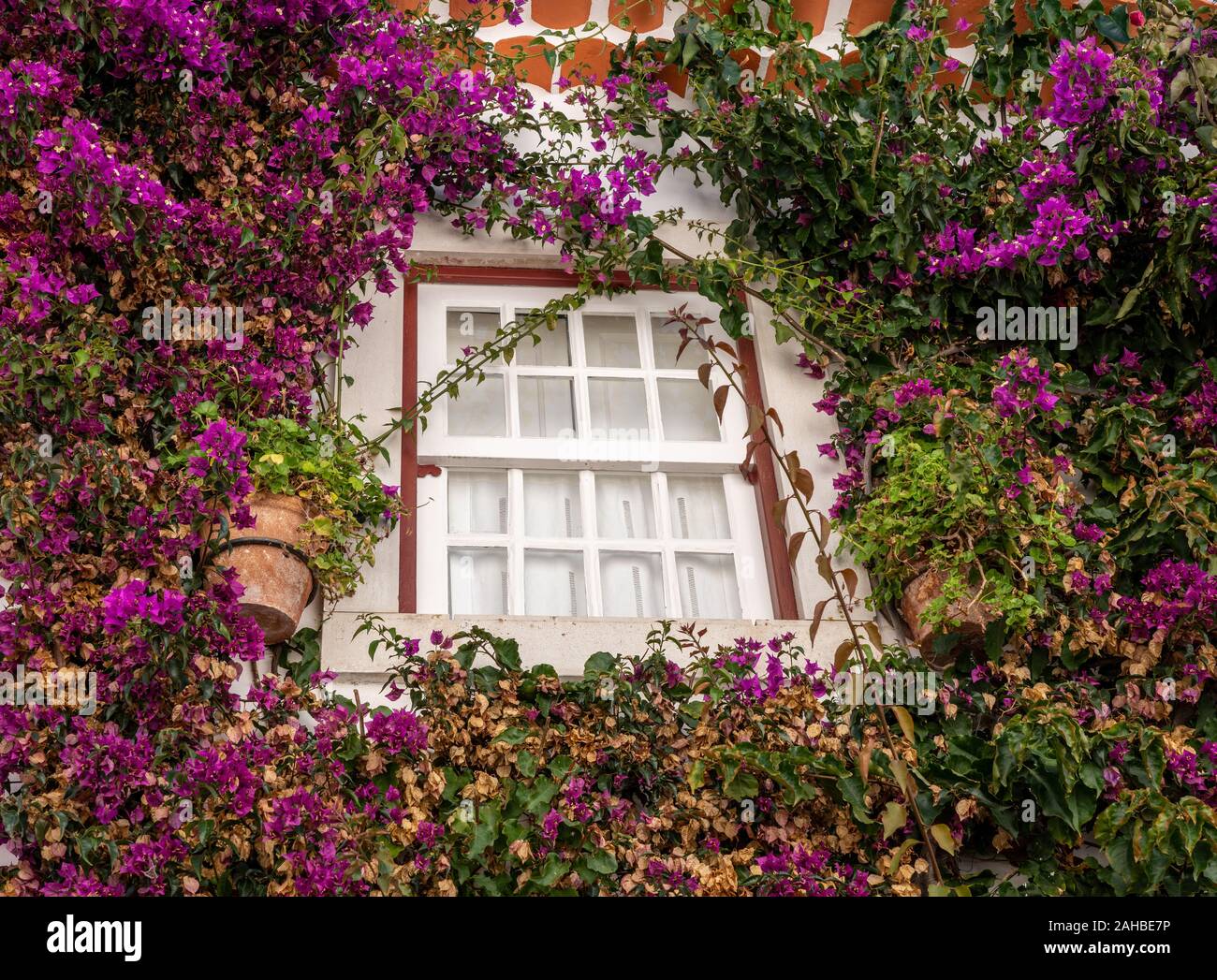 Flowering bush surrounds window in the old medieval walled city of ...
