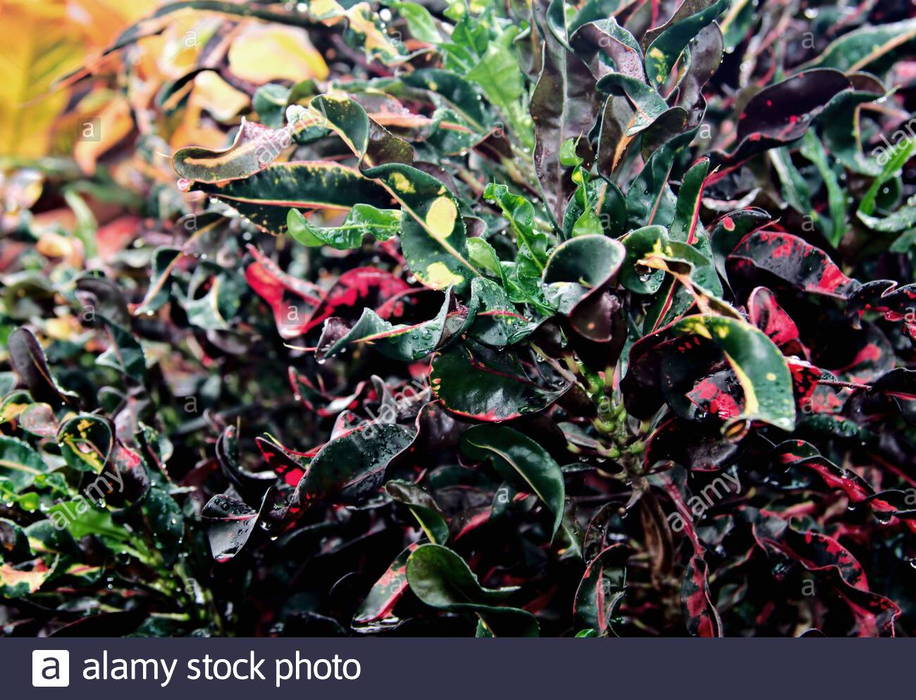 Codiaeum Variegatum Stock Photos & Codiaeum Variegatum Stock Images - Alamy