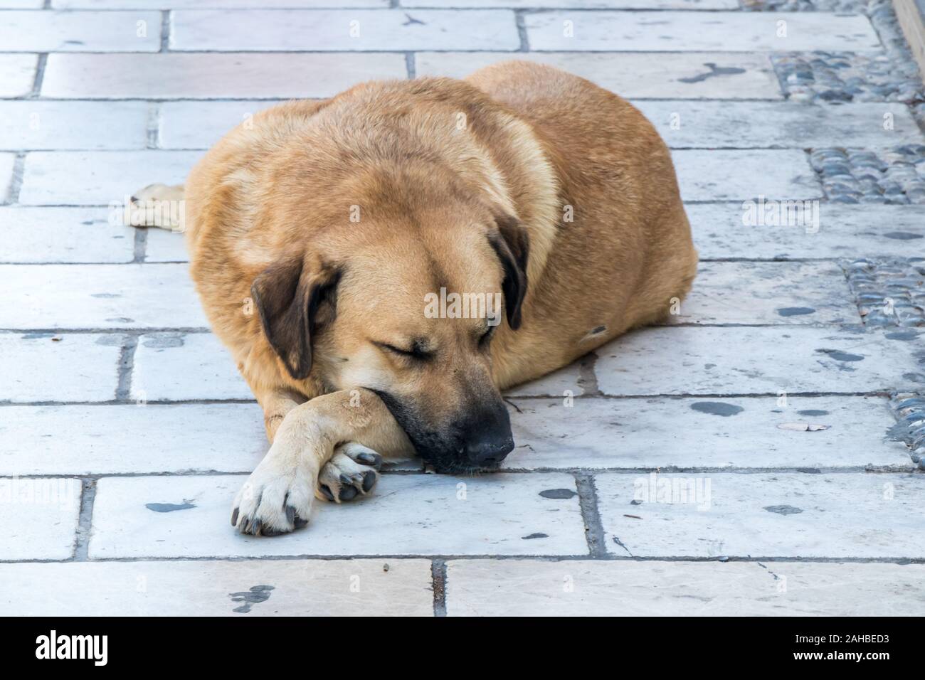 Dog asleep on the pavement Stock Photo - Alamy