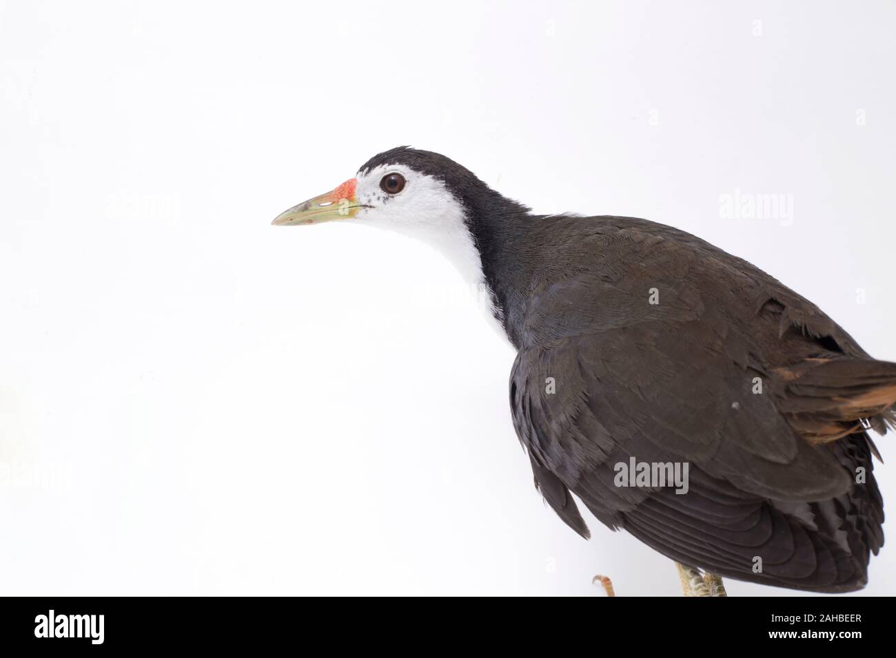 White-breasted Waterhen (Amaurornis phoenicurus) bird isolated on white ...