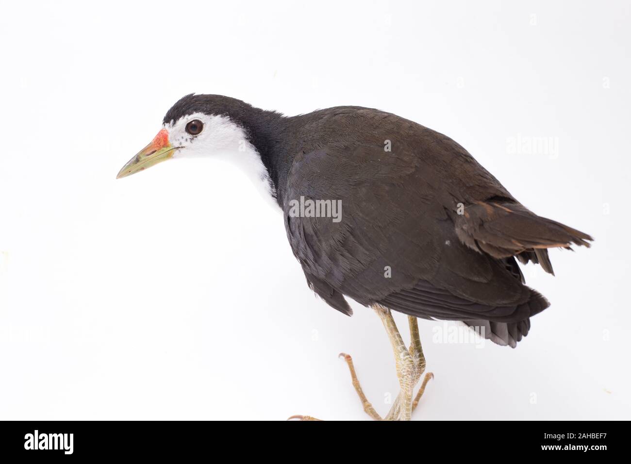 White-breasted Waterhen (Amaurornis phoenicurus) bird isolated on white ...