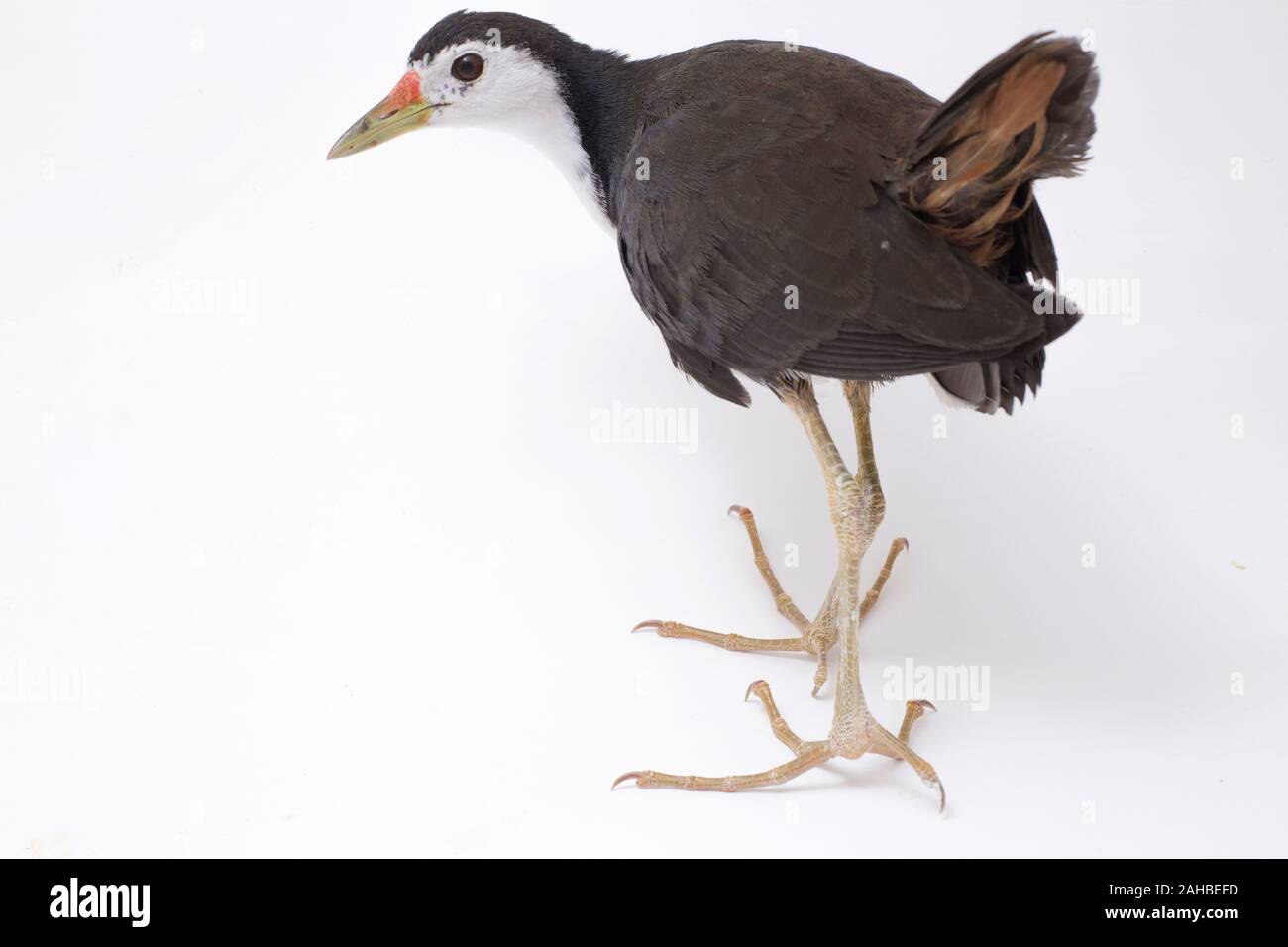 White-breasted Waterhen (Amaurornis phoenicurus) bird isolated on white ...