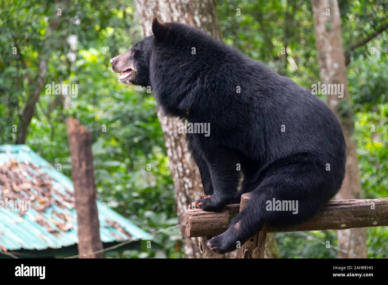 Sun Bear in forest near Kuang Si Waterfall, Luang Prabang, Laos Stock ...