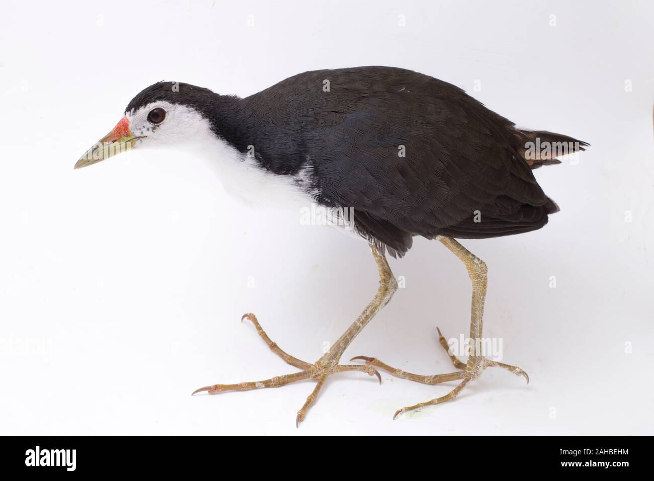 White-breasted Waterhen (Amaurornis phoenicurus) bird isolated on white ...