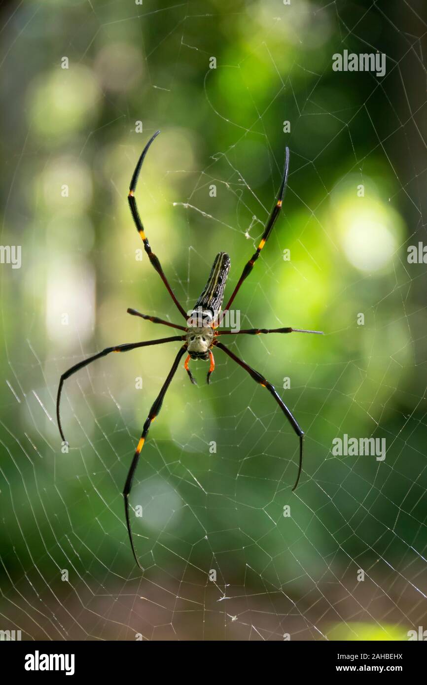 Large spider in web, Luang Prabang, Laos Stock Photo - Alamy