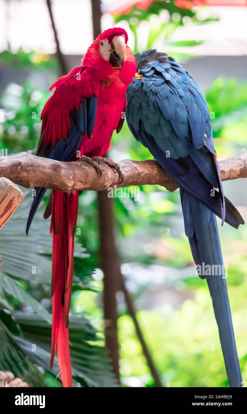 The Scarlet Macaw - Ara macao, large beautiful colorful parrot from ...