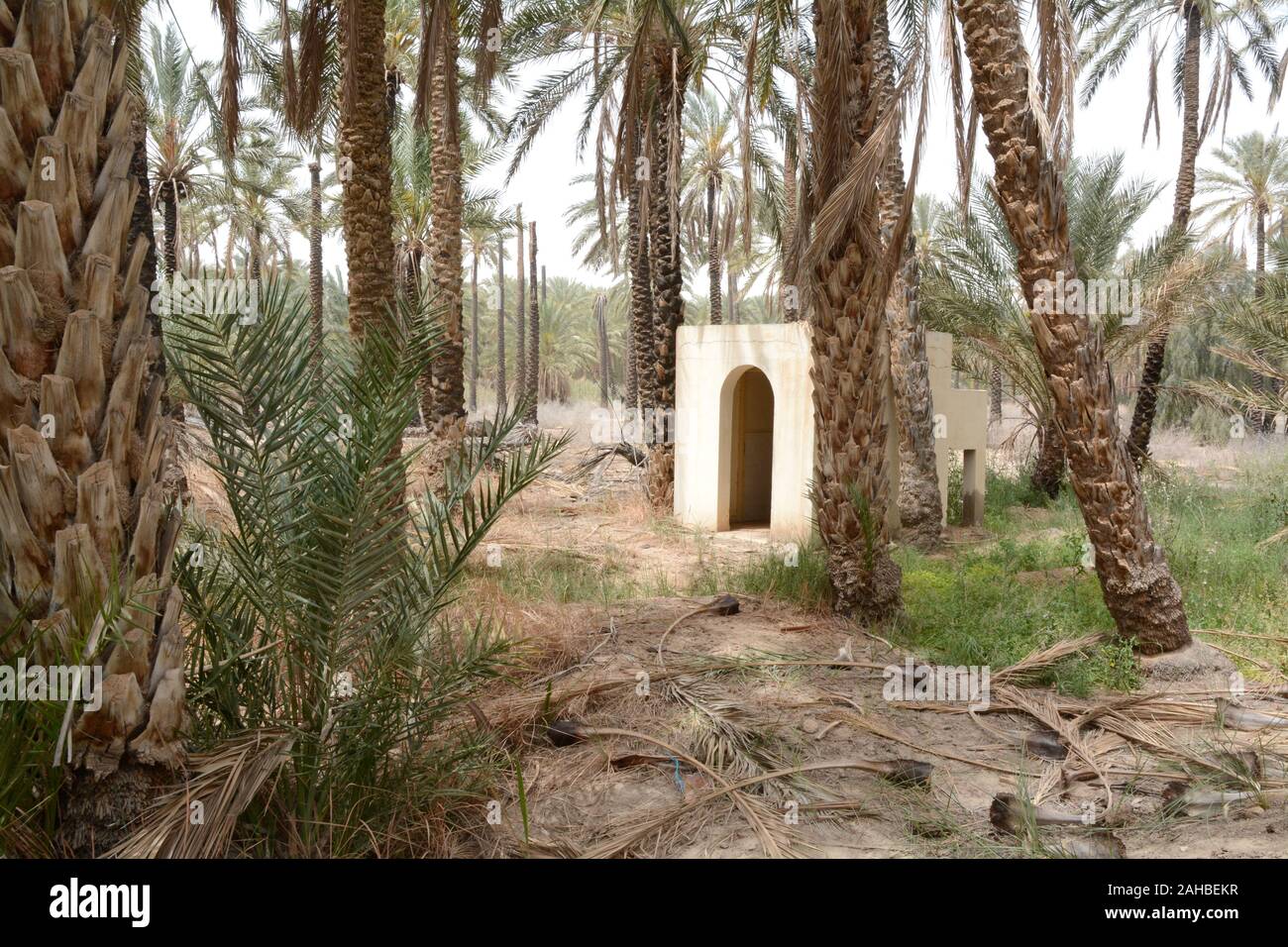 A concrete shed in a palm tree forest and oasis in the Sahara Desert ...
