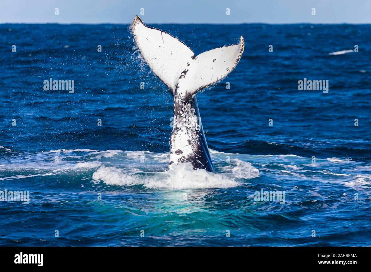 Juvenile humpback whale inverted tail throwing, Sydney, Australia Stock ...