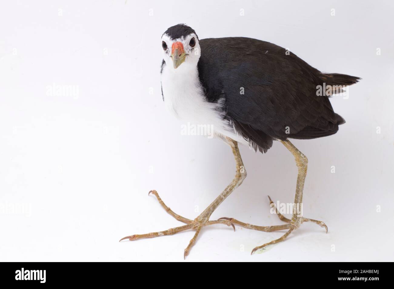 White-breasted Waterhen (Amaurornis phoenicurus) bird isolated on white ...