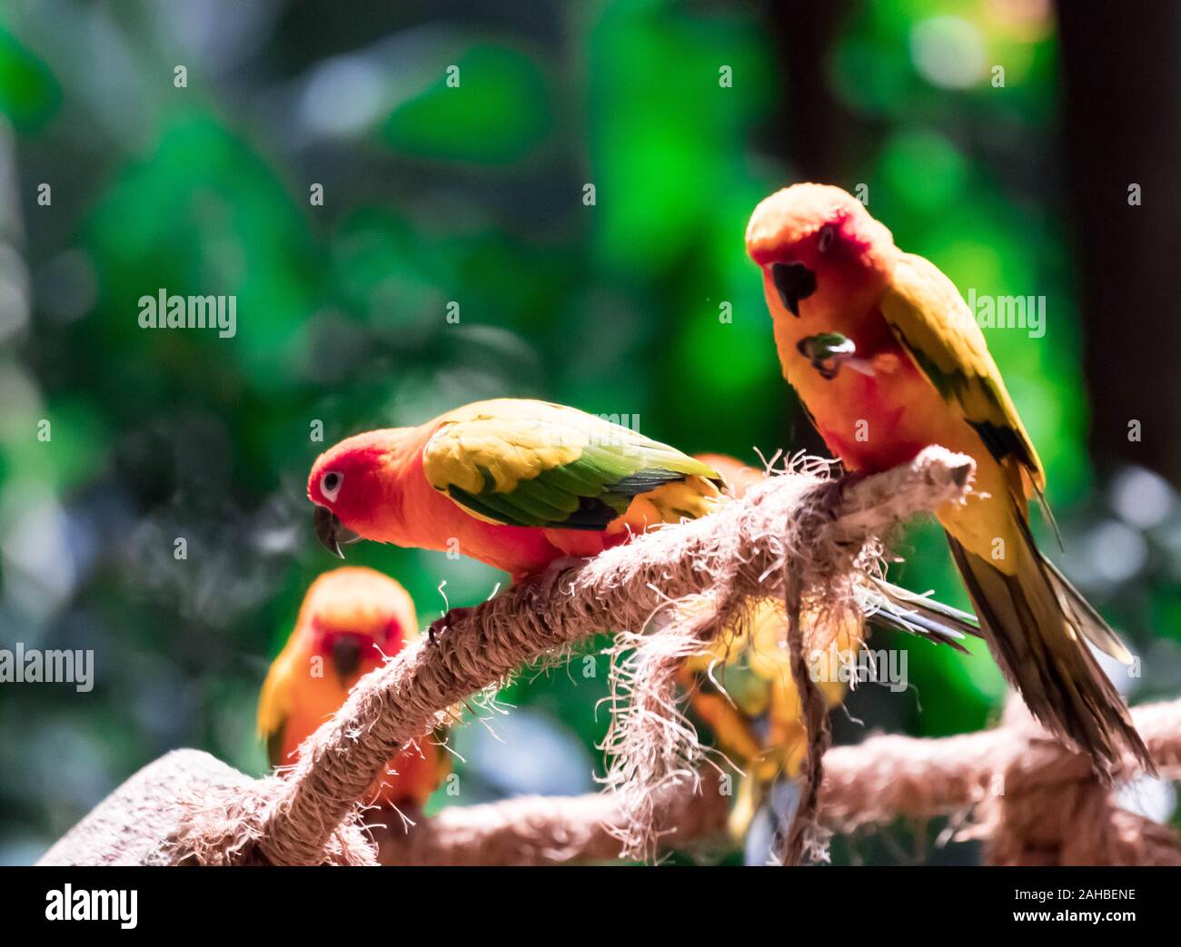 Beautiful parrots sun conure hi-res stock photography and images - Alamy