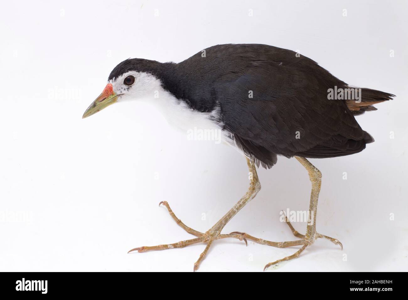 White-breasted Waterhen (Amaurornis phoenicurus) bird isolated on white ...