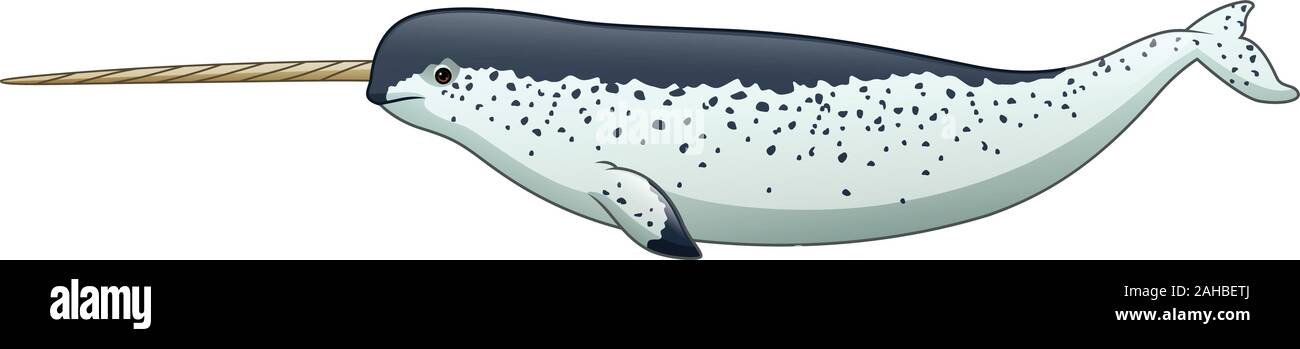Cartoon narwhal isolated on white background Stock Vector Image & Art ...