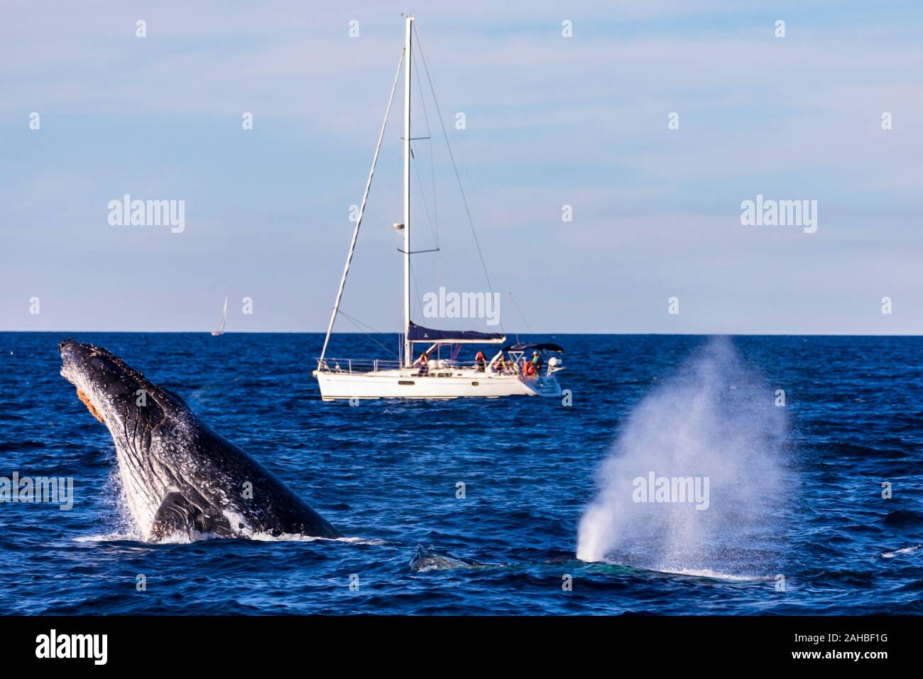 Dual humpback whale pod migrating north with one head lunging and the ...