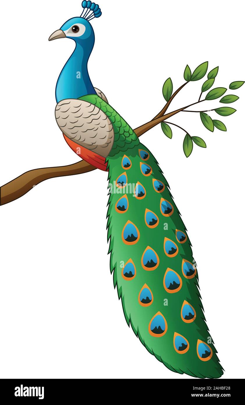 Cartoon cute peacock on a branch Stock Vector Image & Art - Alamy