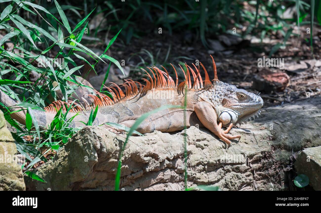 A Lizard Iguana, in a zoo where lizards live. Iguana is a genus of ...