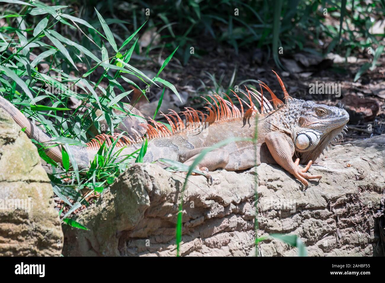 A Lizard Iguana, in a zoo where lizards live. Iguana is a genus of ...