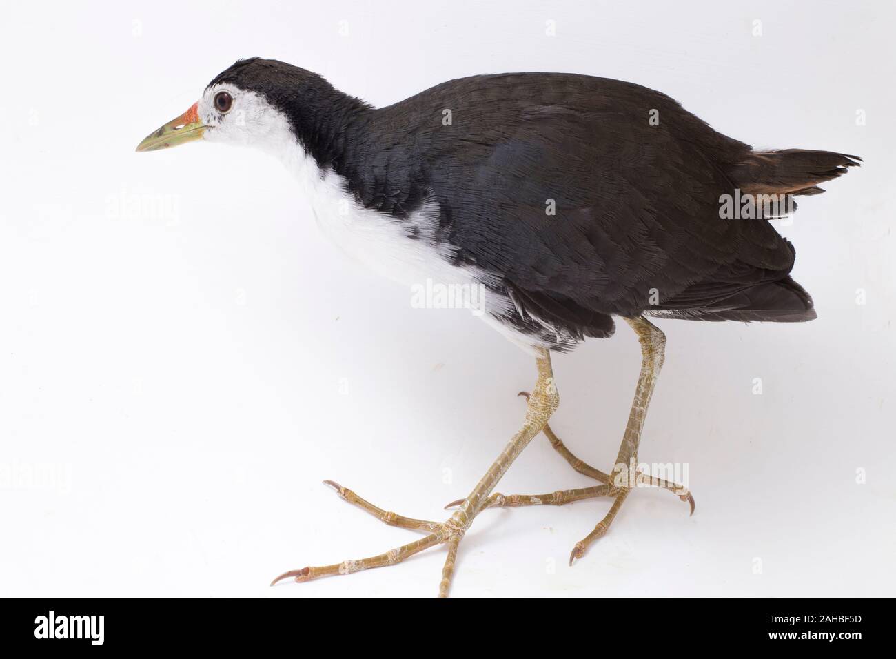 White-breasted Waterhen (Amaurornis phoenicurus) bird isolated on white ...
