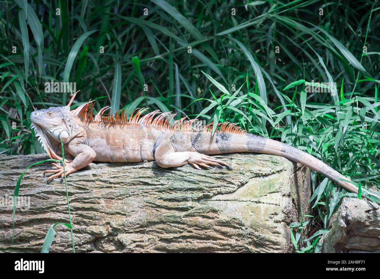 A Lizard Iguana, in a zoo where lizards live. Iguana is a genus of ...