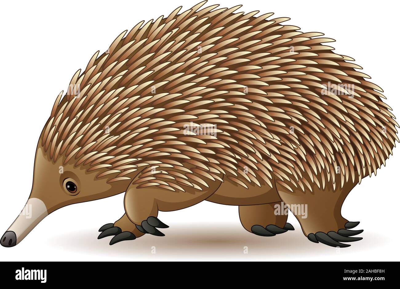 Echidna young Stock Vector Images - Alamy