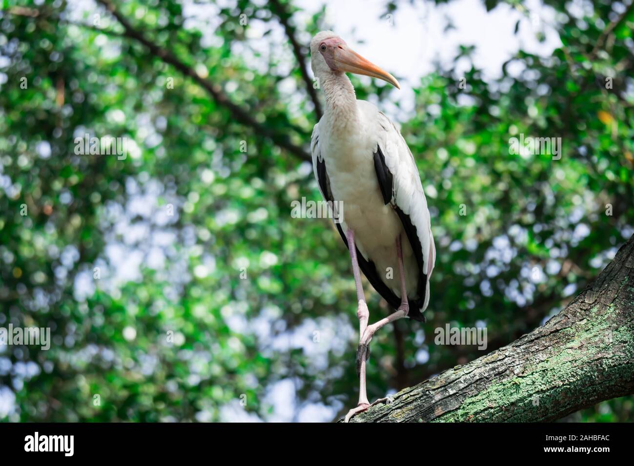 Yellow-billed Stork staring from a tree branch standing on one leg ...