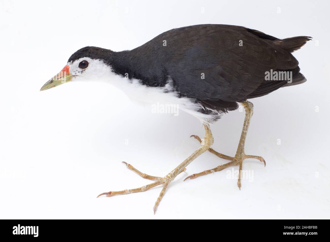 White-breasted Waterhen (Amaurornis phoenicurus) bird isolated on white ...