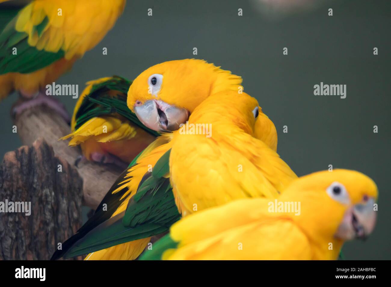 A Lovely sun conure parrot birds on the perch. flock of colorful sun ...