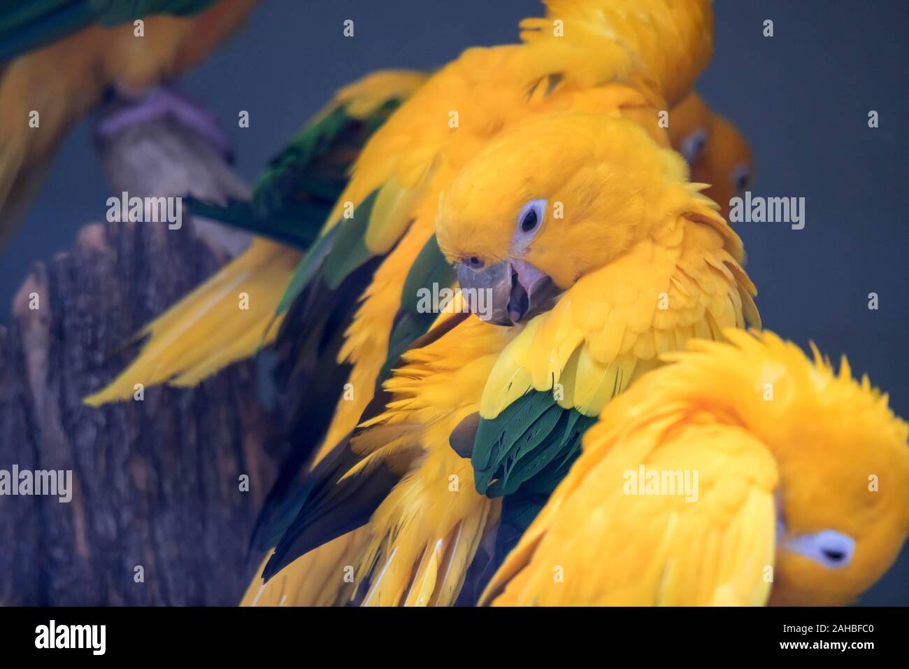 A Lovely sun conure parrot birds on the perch. flock of colorful sun ...