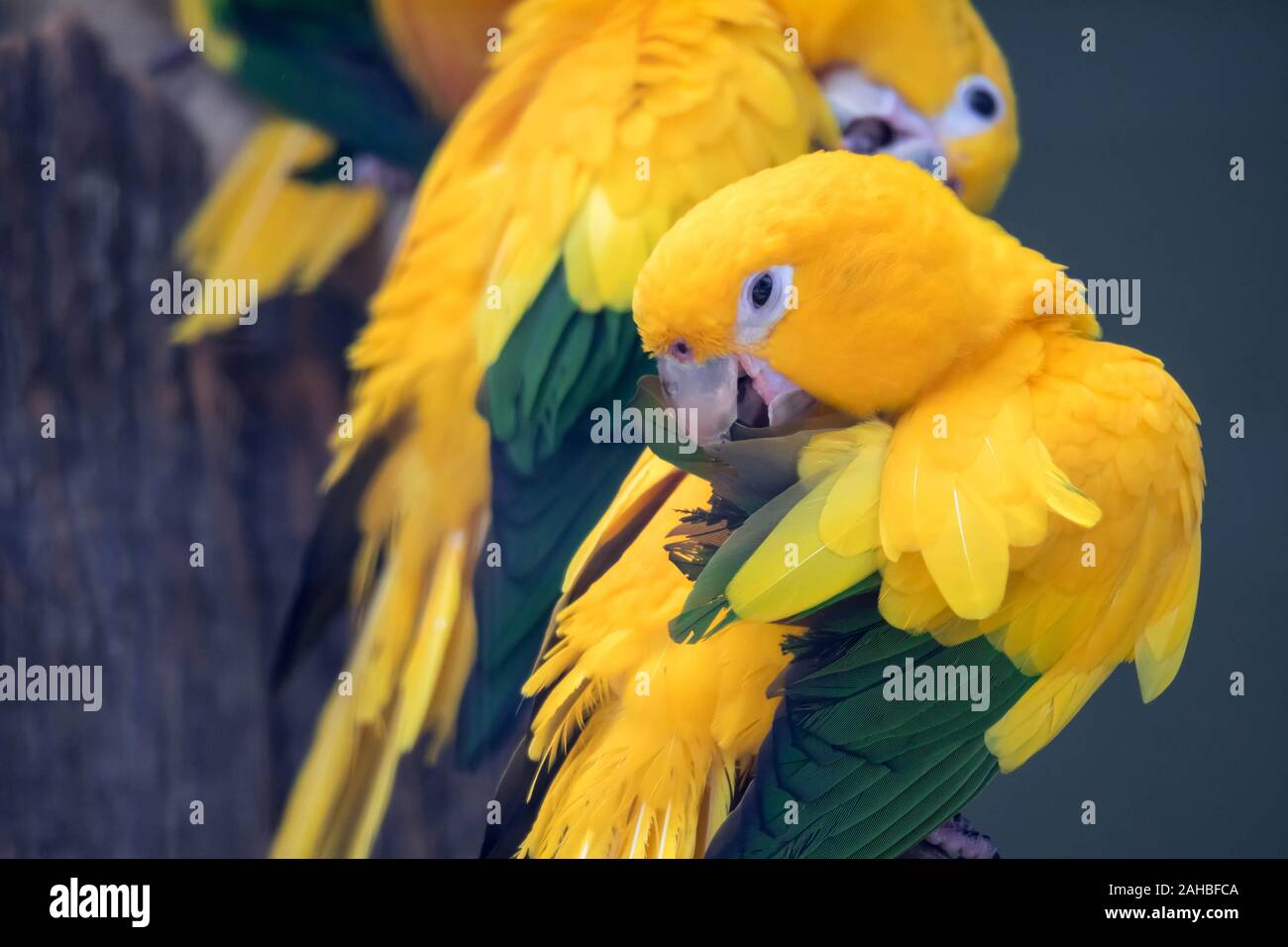 A Lovely sun conure parrot birds on the perch. flock of colorful sun ...