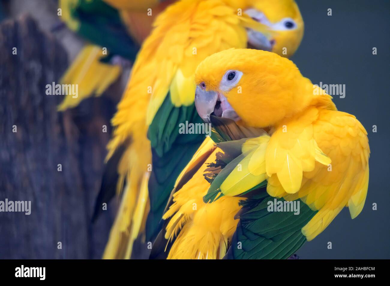 A Lovely sun conure parrot birds on the perch. flock of colorful sun ...