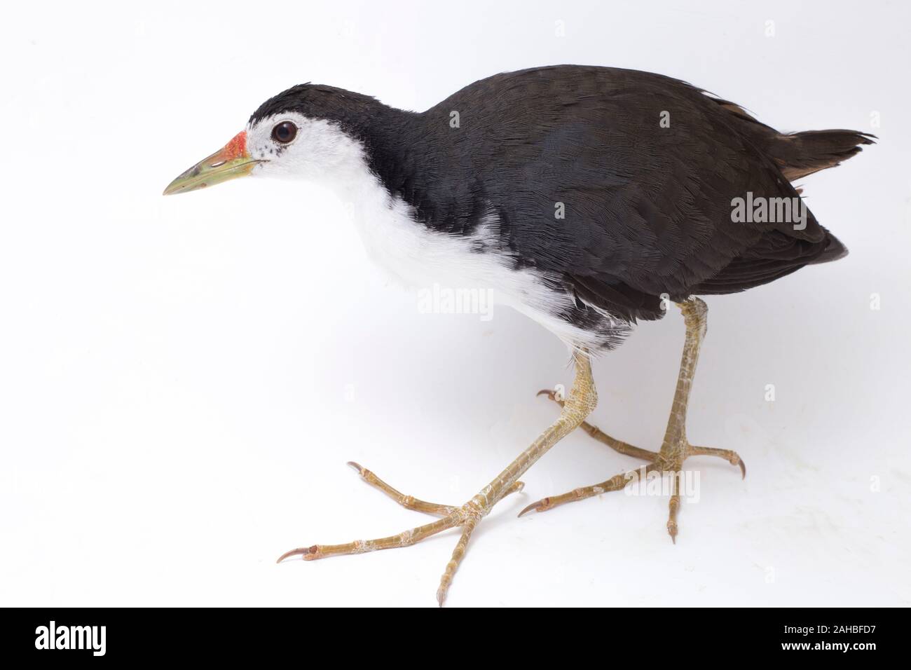 White-breasted Waterhen (Amaurornis phoenicurus) bird isolated on white ...