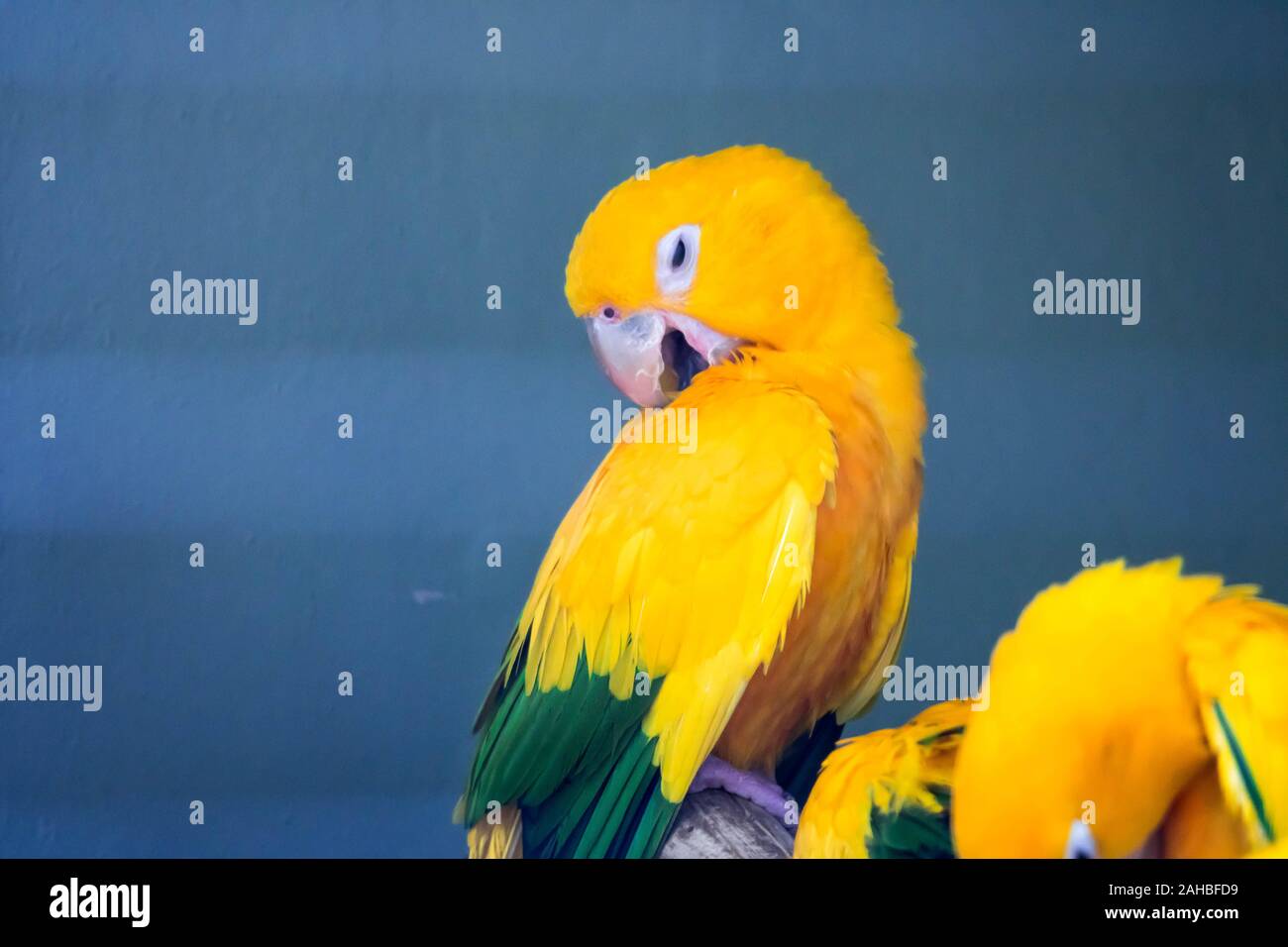 Golden parrots beak hi-res stock photography and images - Alamy