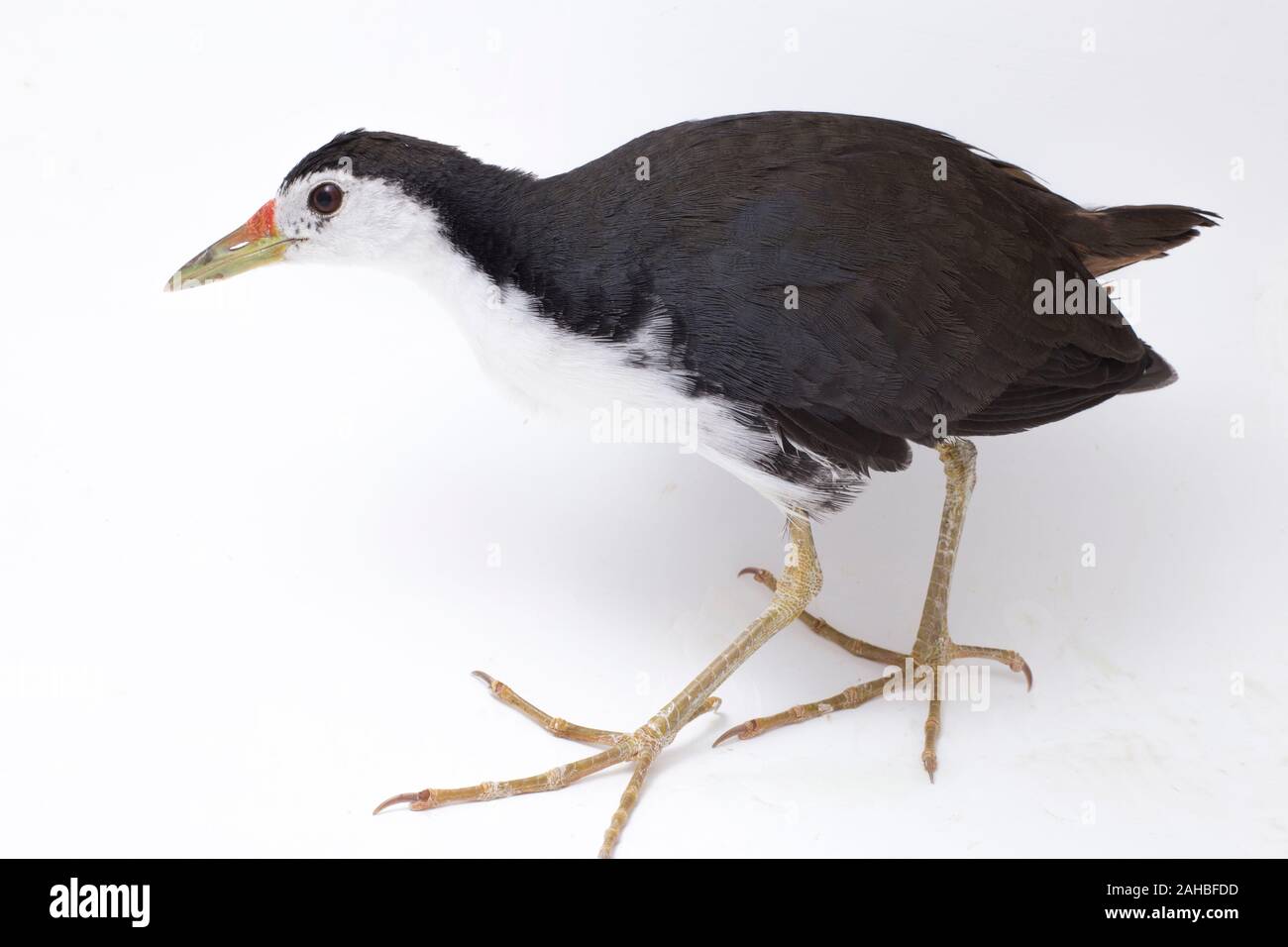 White-breasted Waterhen (Amaurornis phoenicurus) bird isolated on white ...