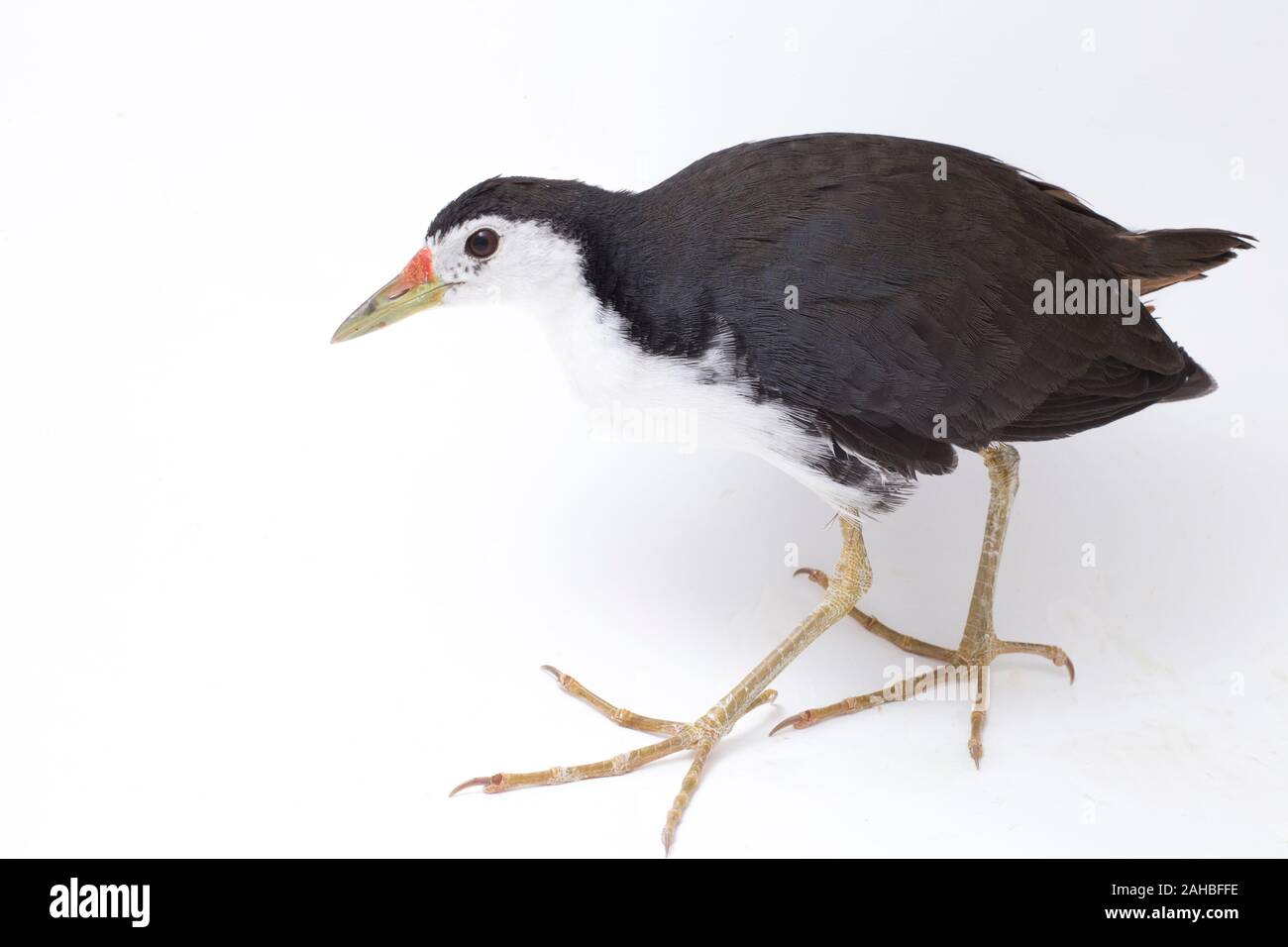 White-breasted Waterhen (Amaurornis phoenicurus) bird isolated on white ...