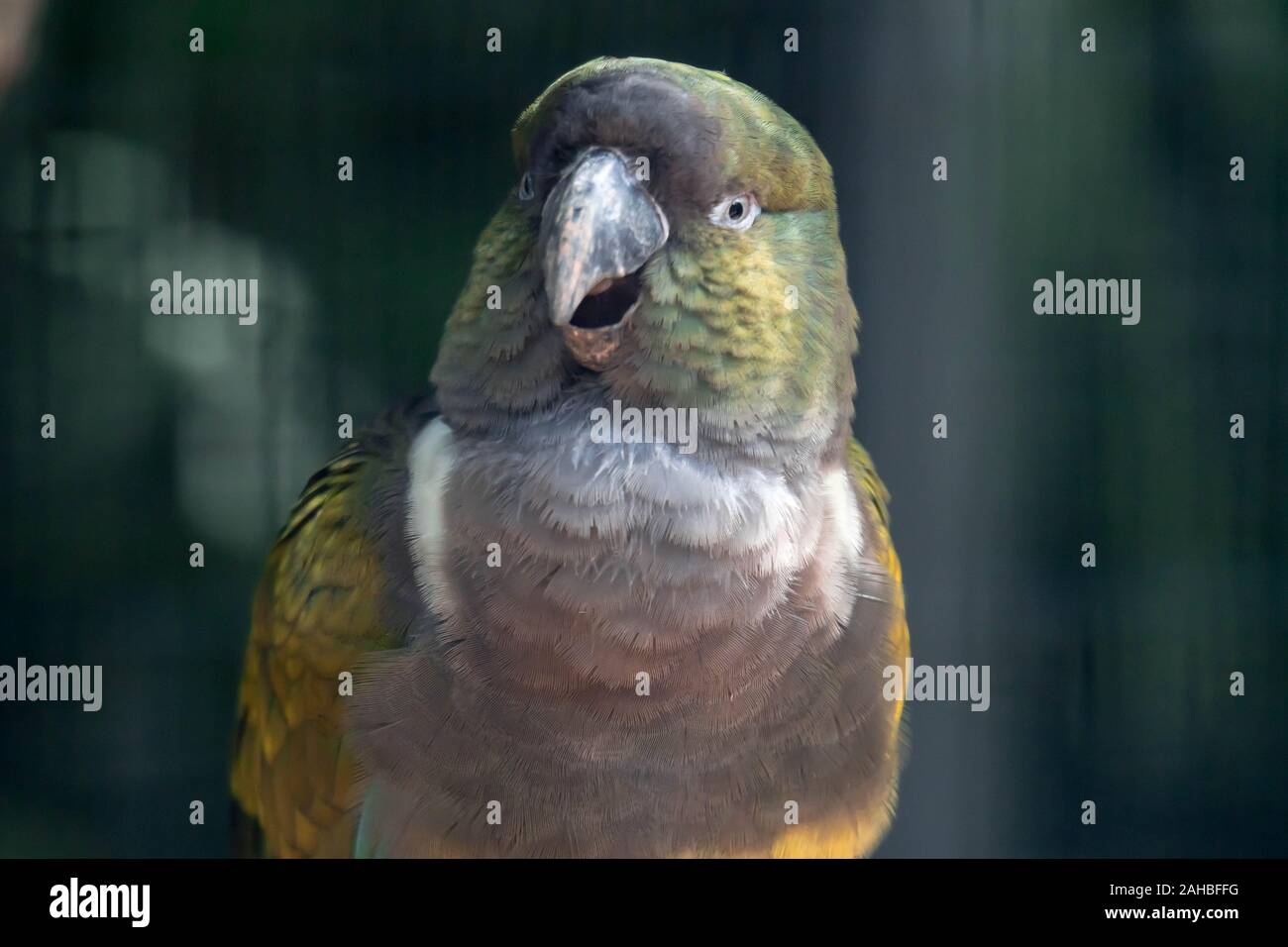 Patagonian conure or burrowing parakeet hi-res stock photography and ...