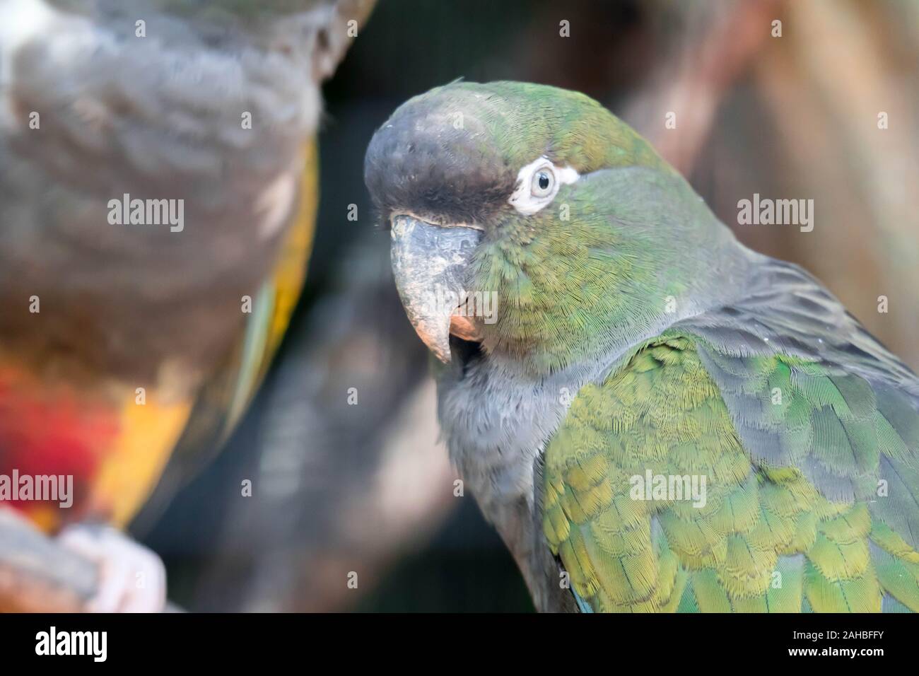 Patagonian conure hi-res stock photography and images - Alamy