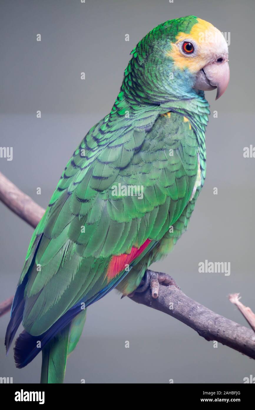 A Belize yellow headed amazon, Amazona oratrix belizensis, Parakeet ...
