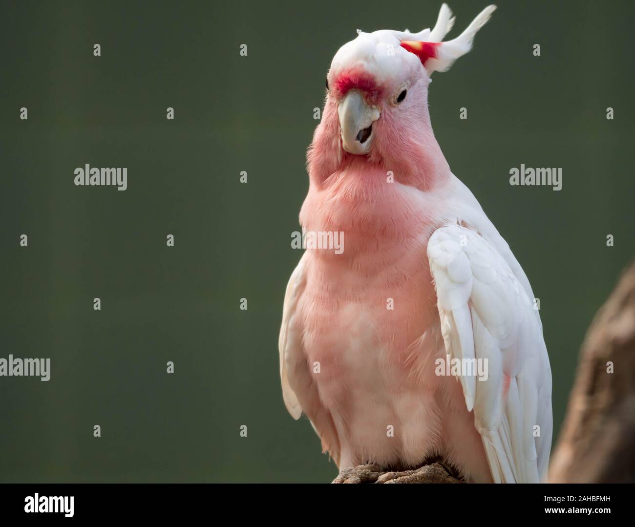 Major Mitchells Cockatoo High Resolution Stock Photography and Images ...