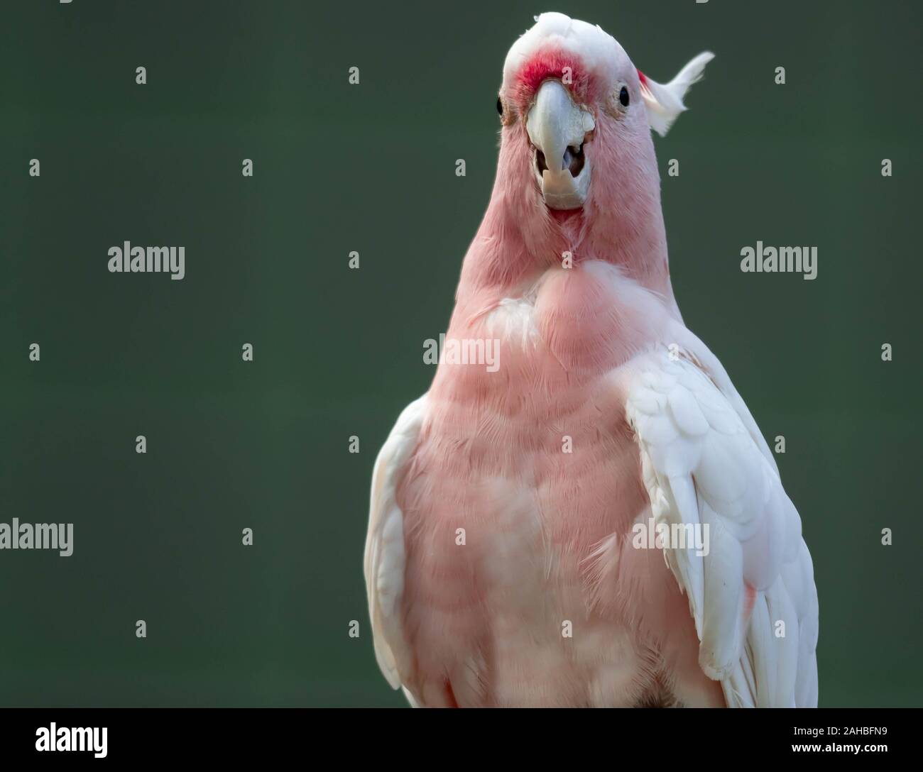 A Major Mitchell Cockatoo also known as Leadbeater's Cockatoo or Pink ...