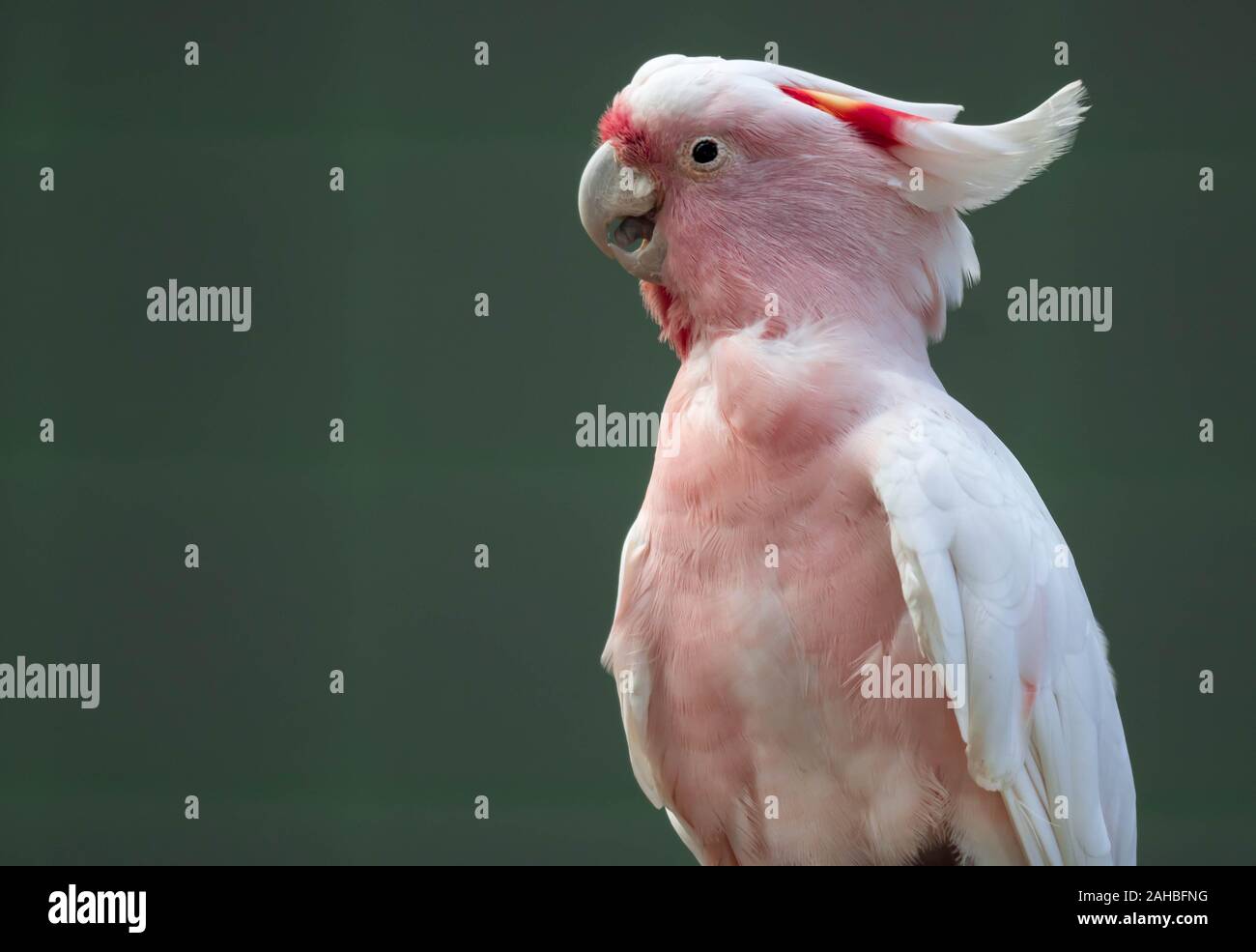 Major mitchell pink cockatoo hi-res stock photography and images - Alamy