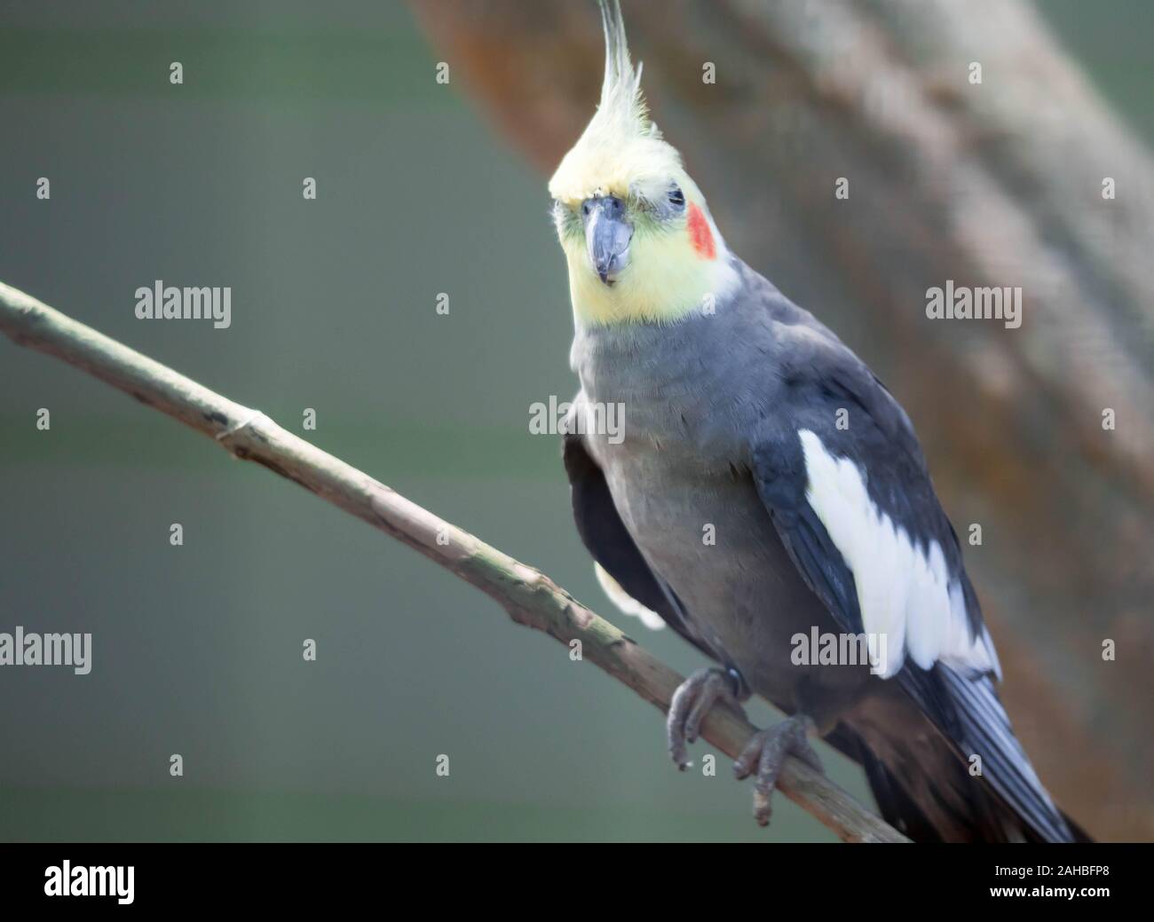 A Cockatiel bird on a tree branch. Grey parrot - Nymphicus hollandicus ...