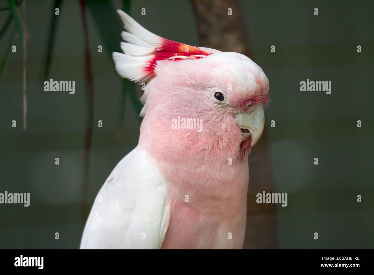 Pink parrot hi-res stock photography and images - Alamy