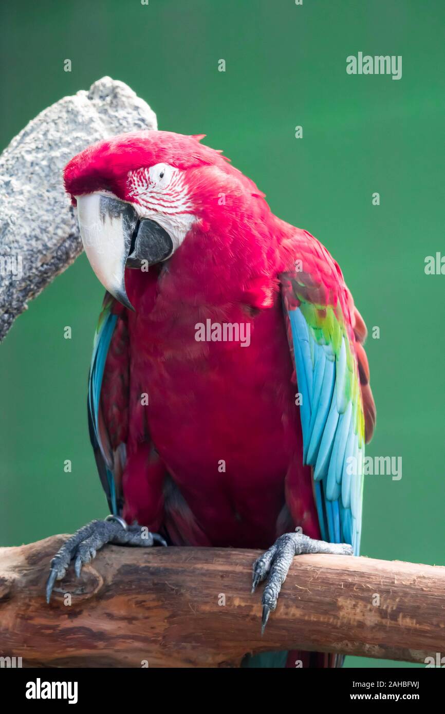 Scarlett cute hi-res stock photography and images - Alamy