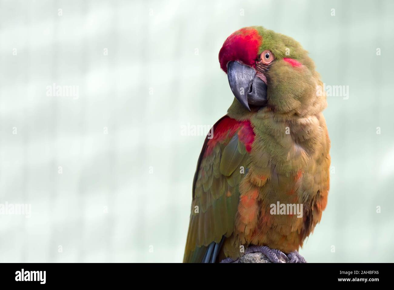 A Red-fronted Macaw, Ara rubrogenys Stock Photo - Alamy