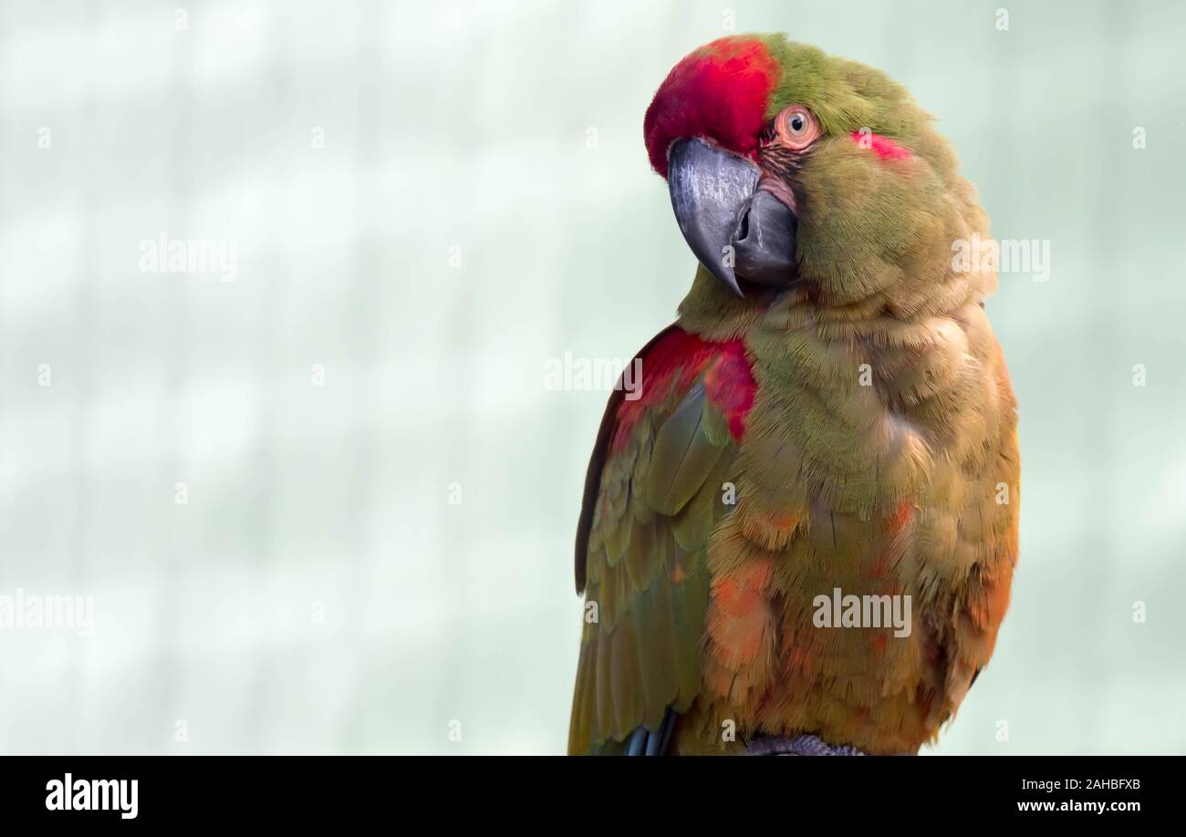Red fronted macaw hi-res stock photography and images - Alamy